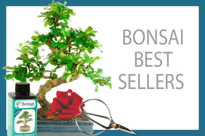 Best Bonsai Trees for Sale UK from the Bonsai Direct Online Shop