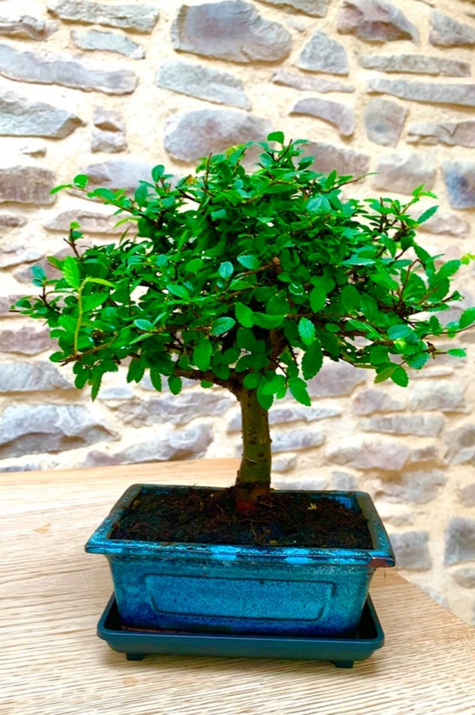 Indoor Bonsai Trees for Sale | Top Quality Bonsai - Free Delivery