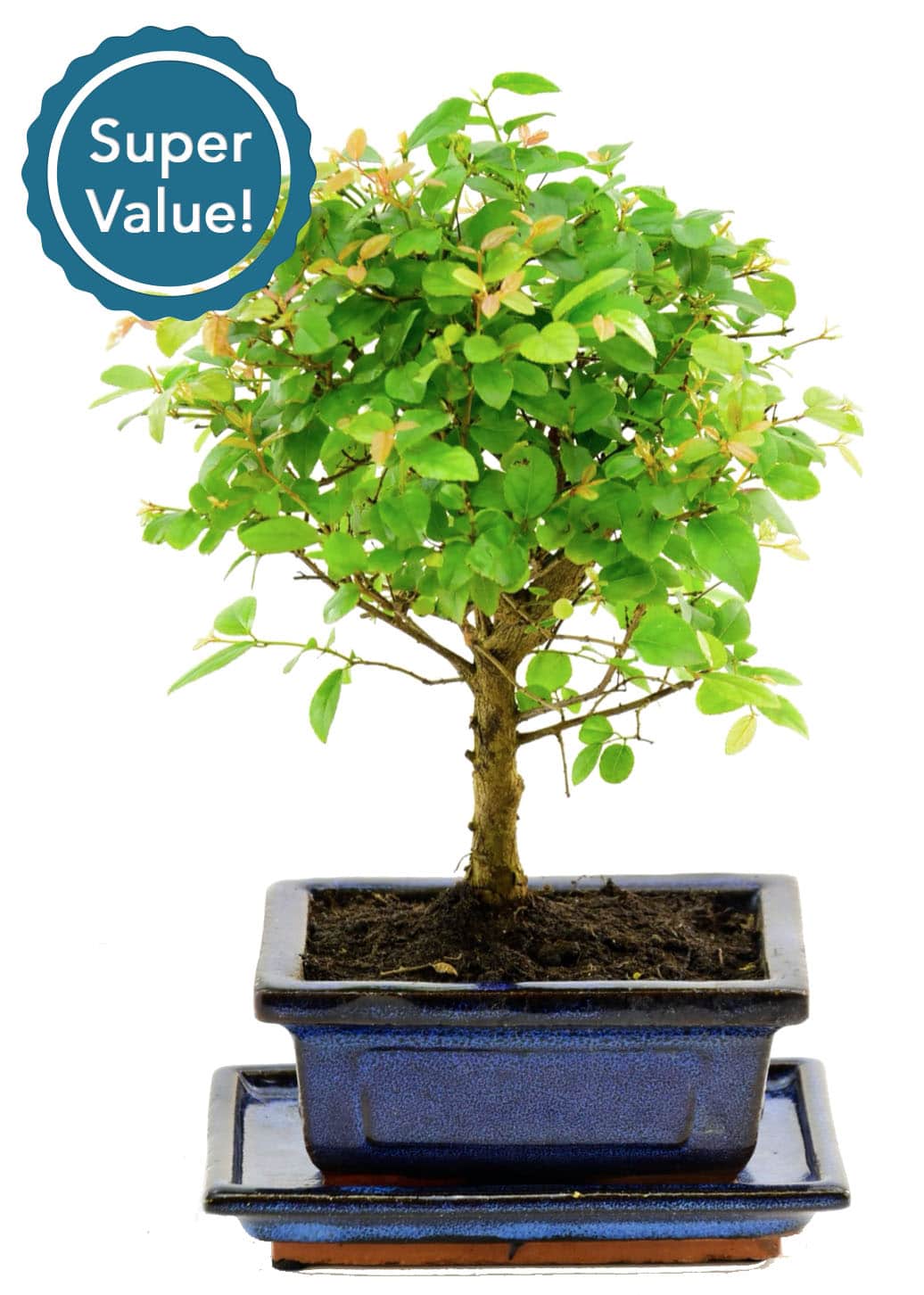 Super Value Indoor Bonsai Trees for Sale for price sensitve purchasers