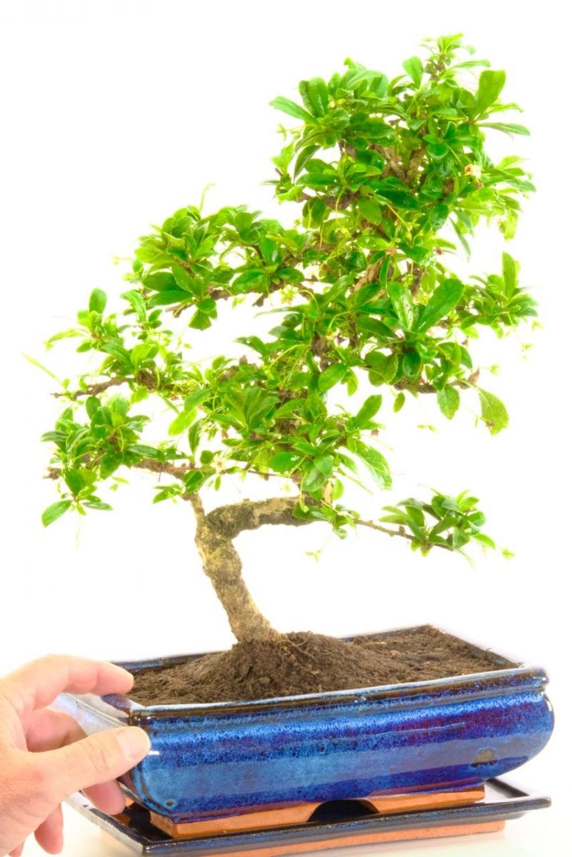 Large 17 Year Old Flowering indoor Fukien Tea Tree Bonsai