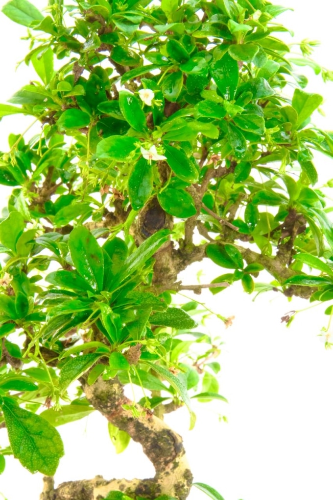 Large 17 Year Old Flowering indoor Fukien Tea Tree Bonsai