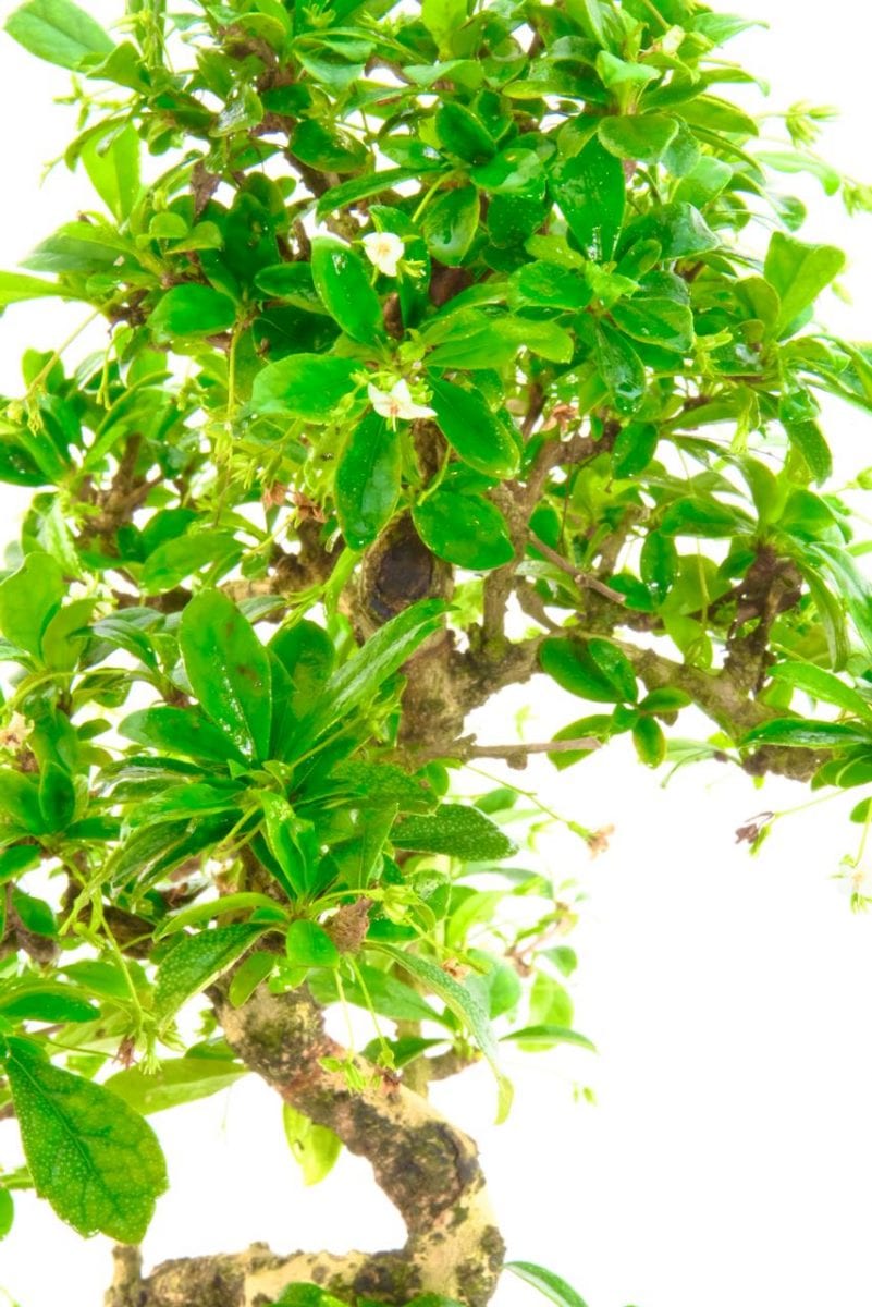 Large 17 Year Old Flowering indoor Fukien Tea Tree Bonsai