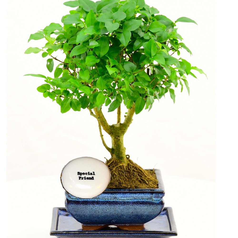 Tree gifts with the meaning of Friendship - Bonsai Trees for Sale UK