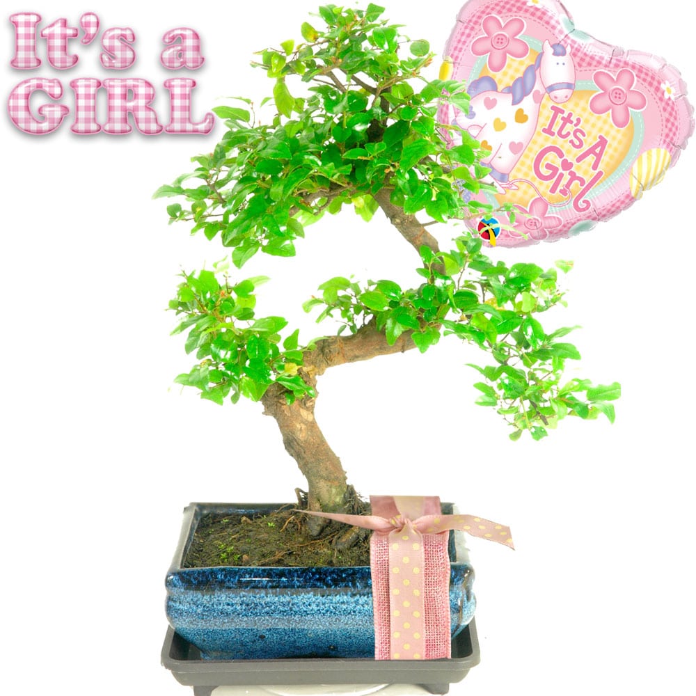 New beginnings tree gifts - gifts meaning a new start