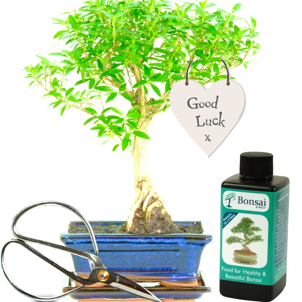 Tree gifts with the meaning of Luck and Prosperity