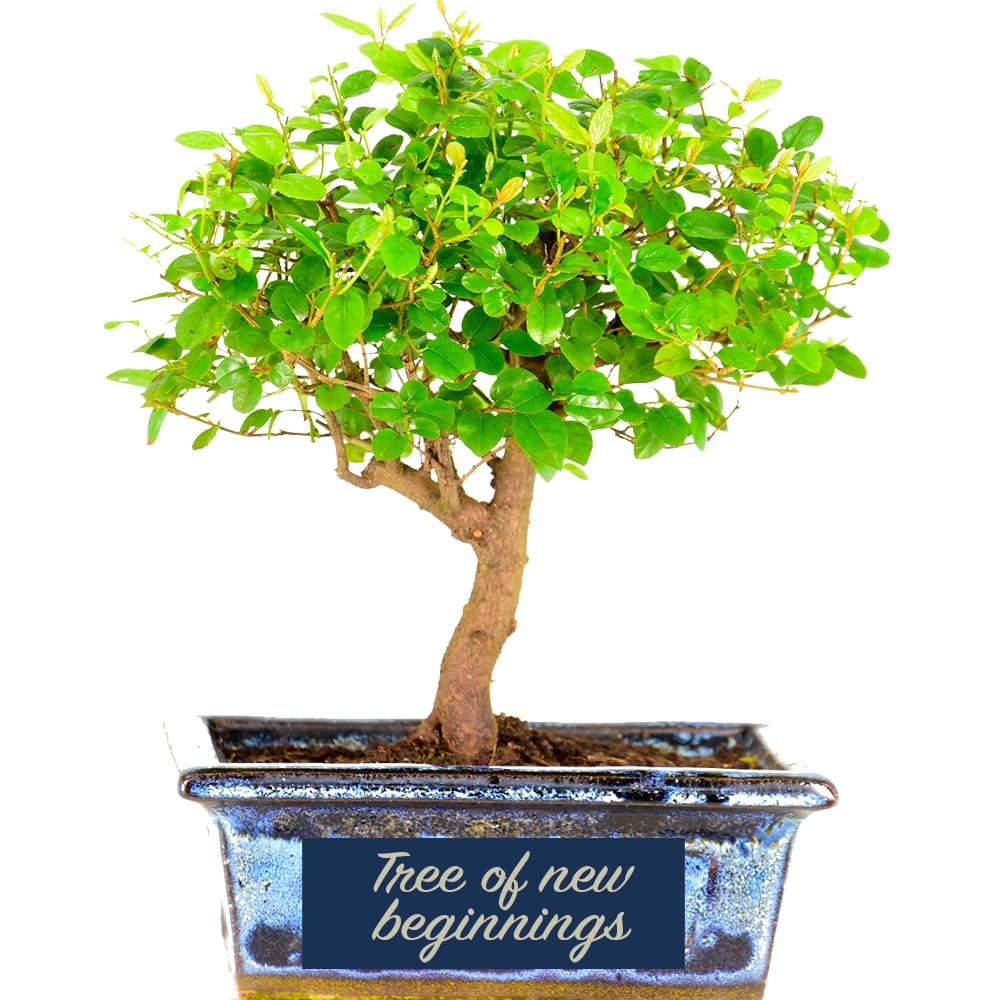 New beginnings tree gifts - gifts meaning a new start