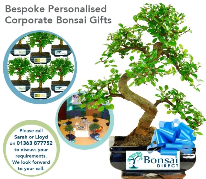 Corporate Bonsai Gifts - Bonsai Trees for Sale UK