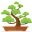Bonsai Trees for Sale | Order Your Bonsai Tree from Bonsai Direct