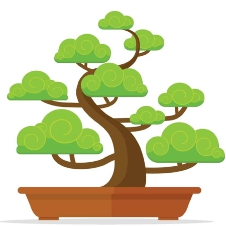 Bonsai Trees for Sale | Order Your Bonsai Tree from Bonsai Direct