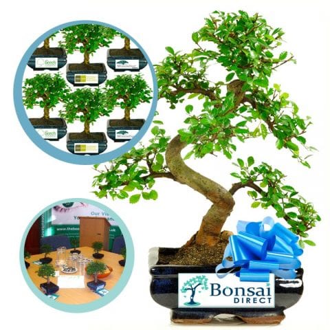 Bonsai Trees for Sale | Order Your Bonsai Tree from Bonsai Direct
