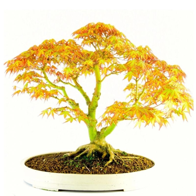 Bonsai Trees for Sale | Order Your Bonsai Tree from Bonsai Direct