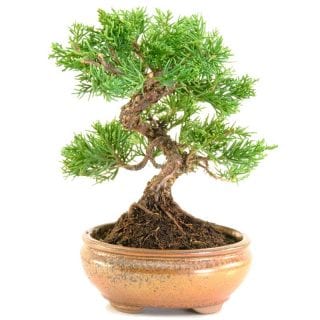 Best Bonsai Trees for Sale UK from the Bonsai Direct Online Shop