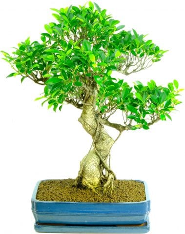 Big Bonsai Trees - Best Large Specimen Bonsai Trees