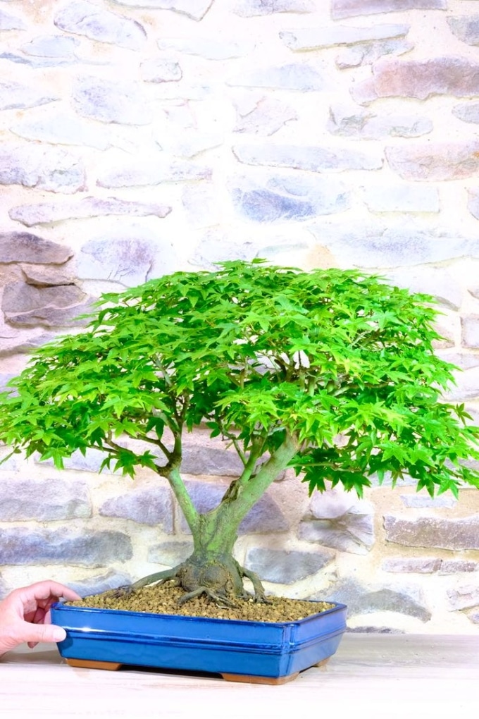 Specimen Outdoor Japanese Maple Bonsai with incredible nebari