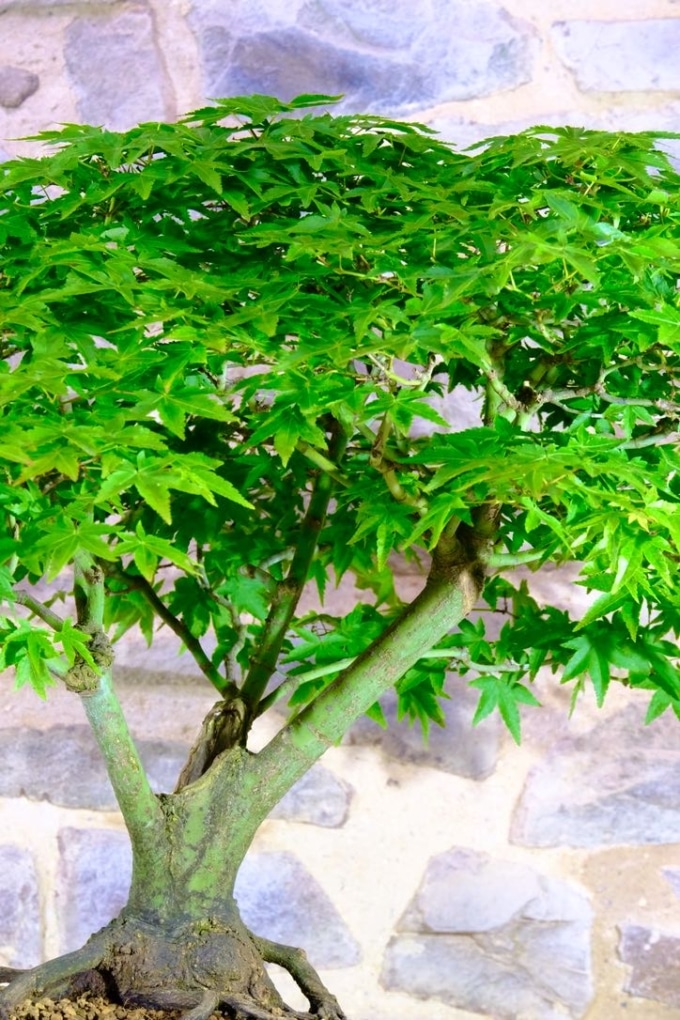 Specimen Outdoor Japanese Maple Bonsai with incredible nebari