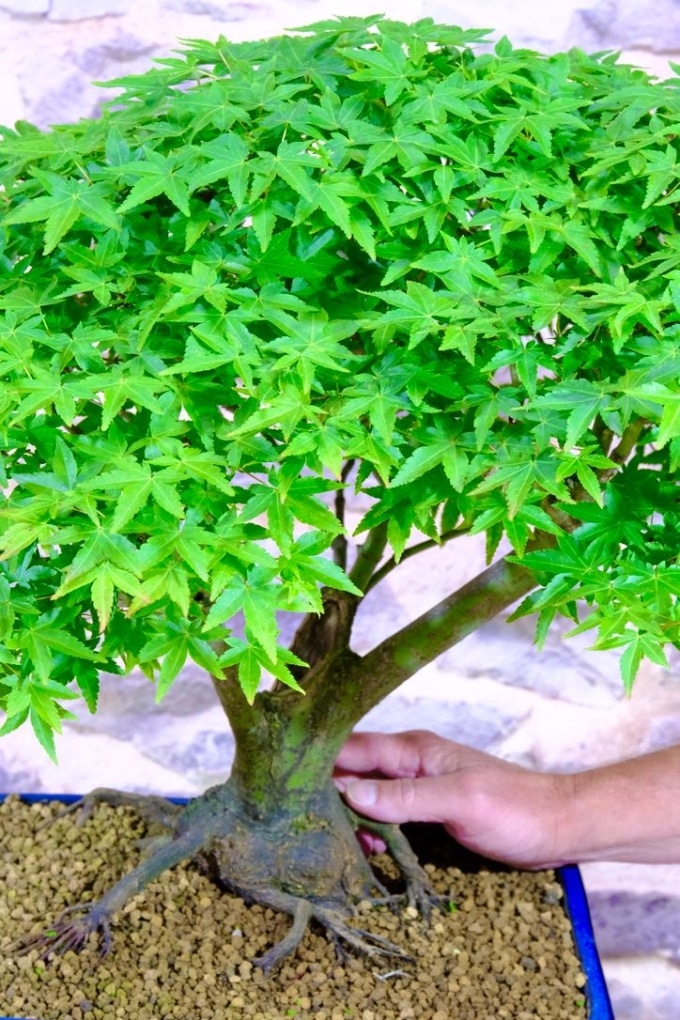 Specimen Outdoor Japanese Maple Bonsai with incredible nebari