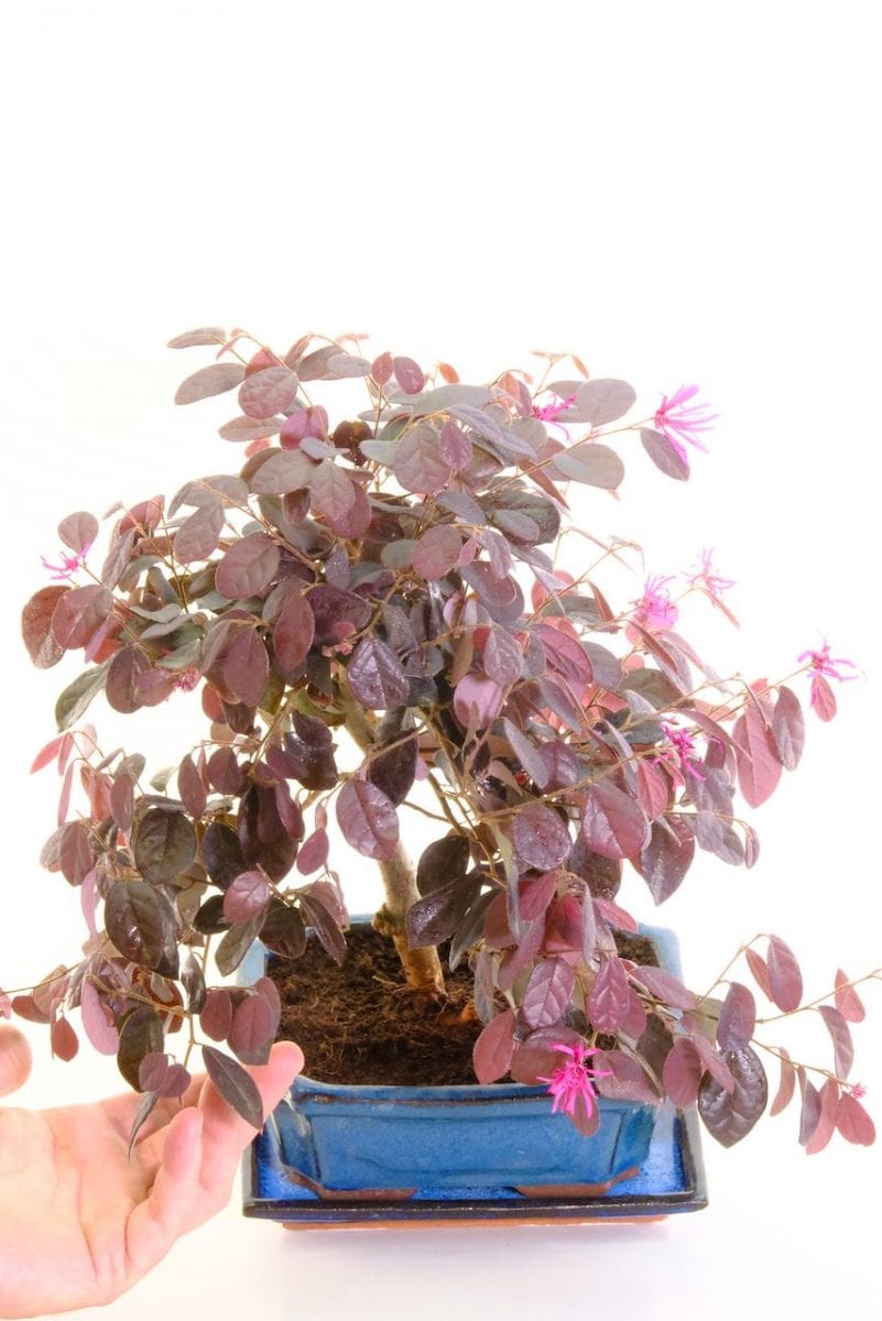 Indoor Flowering Starter Chinese Blush Tree (Loropetalum Bonsai)