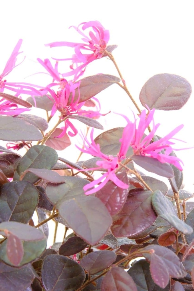 Indoor Flowering Starter Chinese Blush Tree (Loropetalum Bonsai)