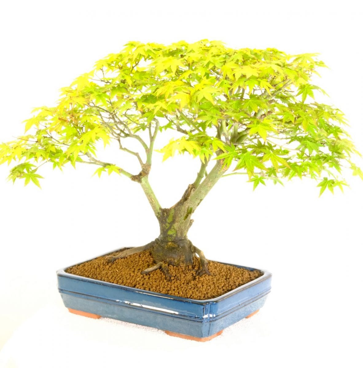 Specimen Outdoor Japanese Maple Bonsai with incredible nebari