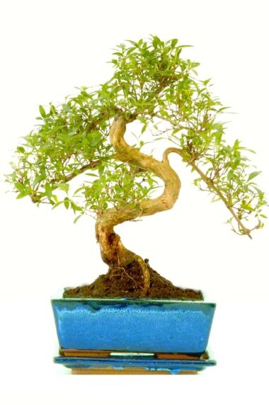 Serissa Bonsai Tree - Tree of a Thousand Stars Indoor Bonsai