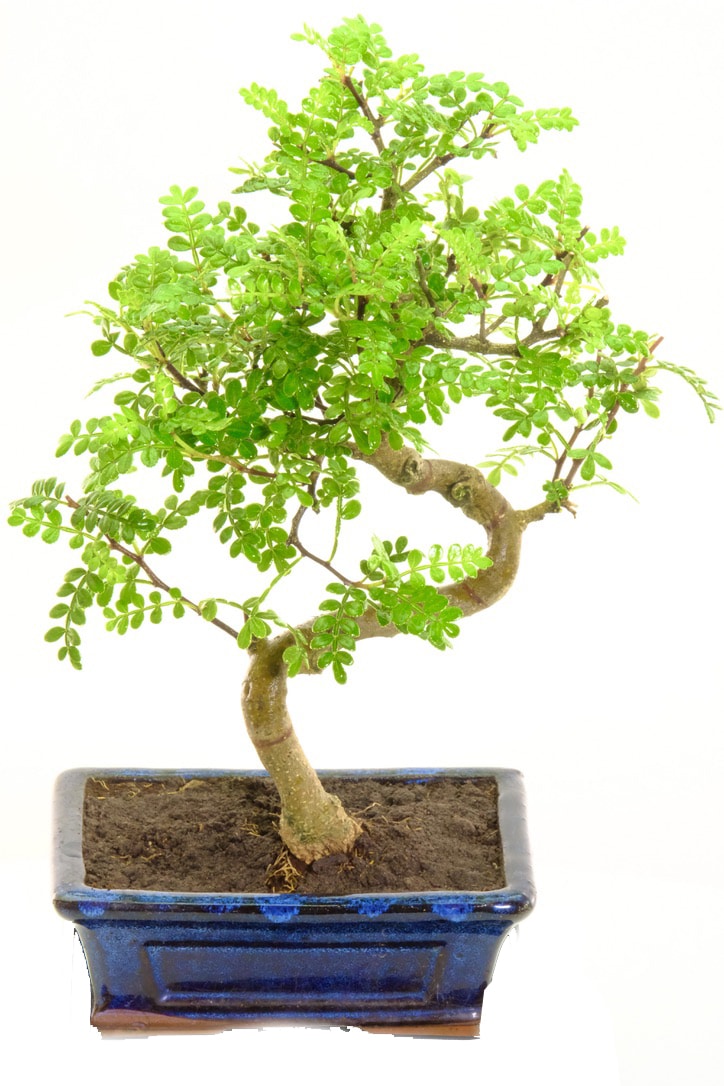Bonsai For Sale | Value Bonsai Trees - High Quality, Low Price