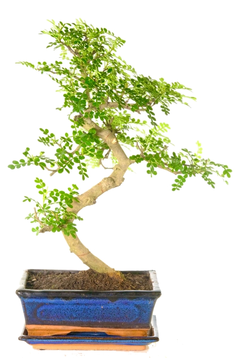 Zanthoxylum Bonsai | Fragrant Pepper Tree Indoor Bonsai Tree