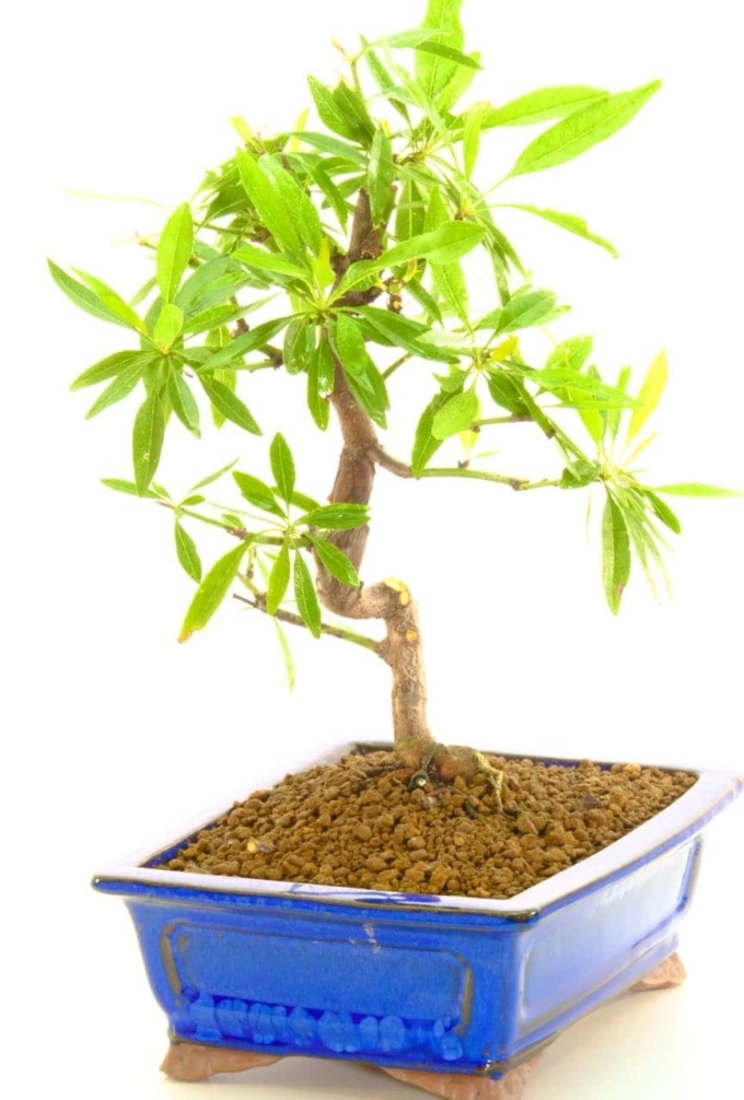 Fruiting and Blossoming Sweet Almond Bonsai Tree with S-Shaped Trunk
