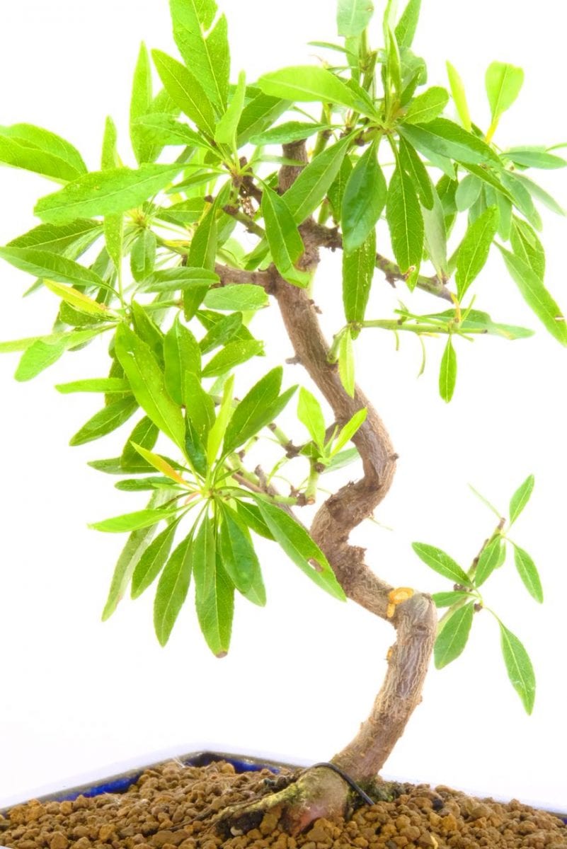 Fruiting and Blossoming Sweet Almond Bonsai Tree with S-Shaped Trunk