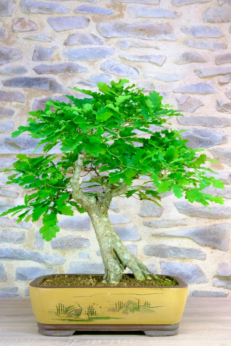 English Oak Bonsai - Magnificent with Phenomenal Proportions