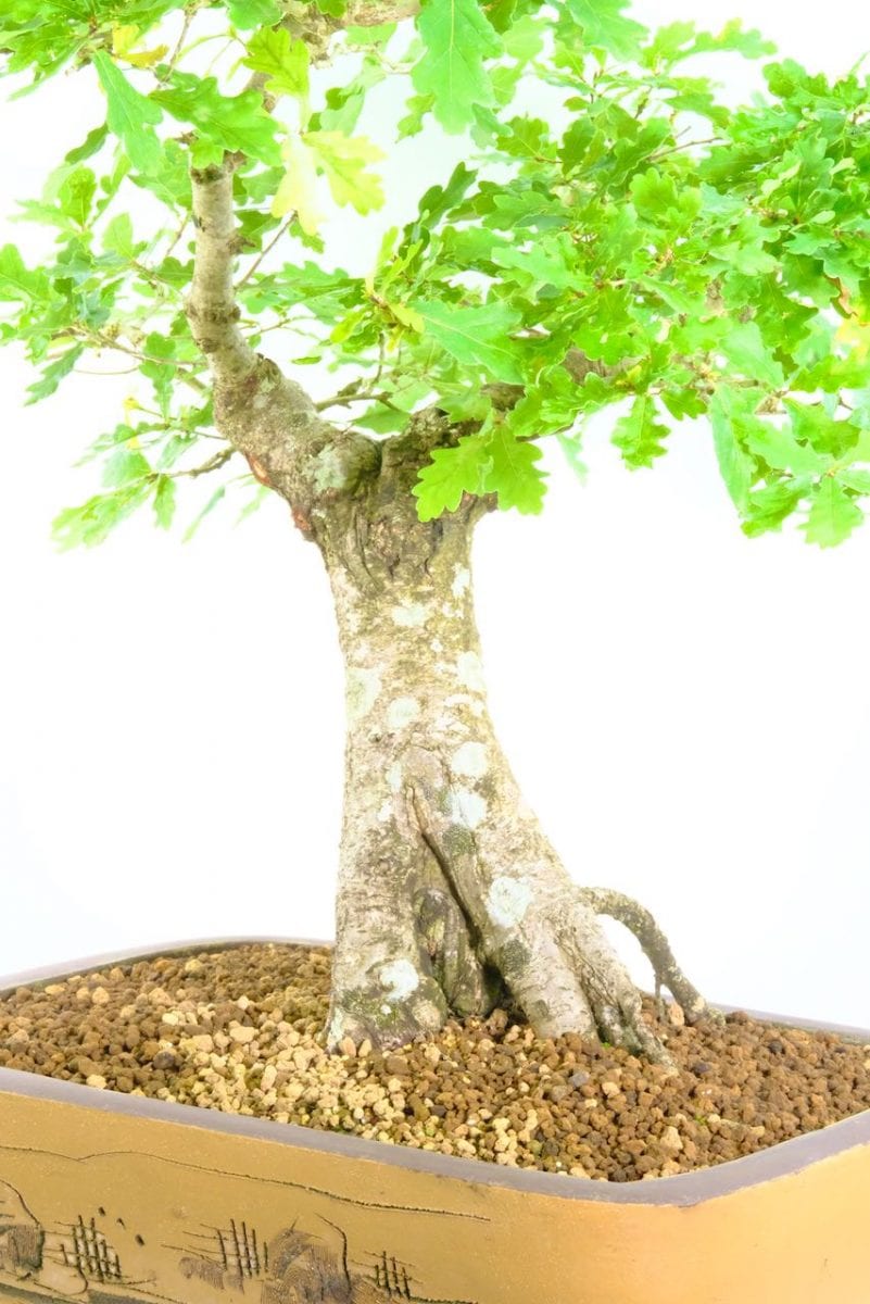 Magnificent English Oak Outdoor Bonsai with Phenomenal Proportions