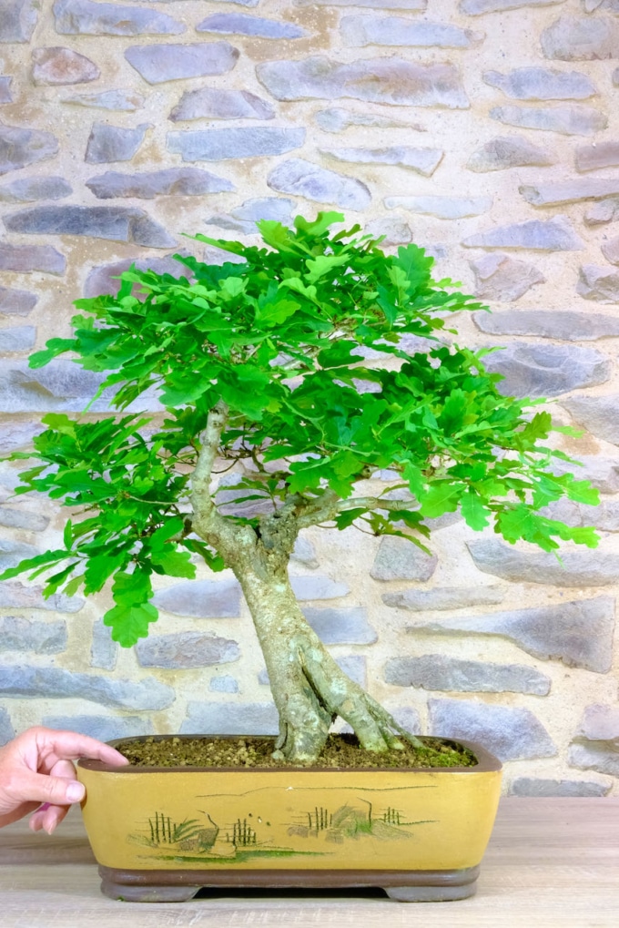 English Oak Bonsai - Magnificent with Phenomenal Proportions