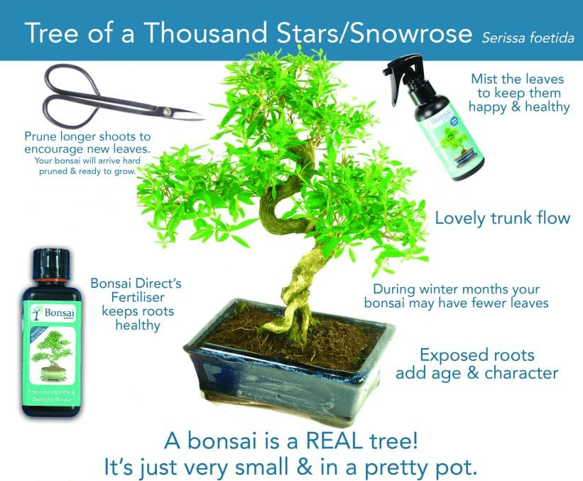 Tree of a Thousand Stars/Snowrose - Serissa foetida care guide