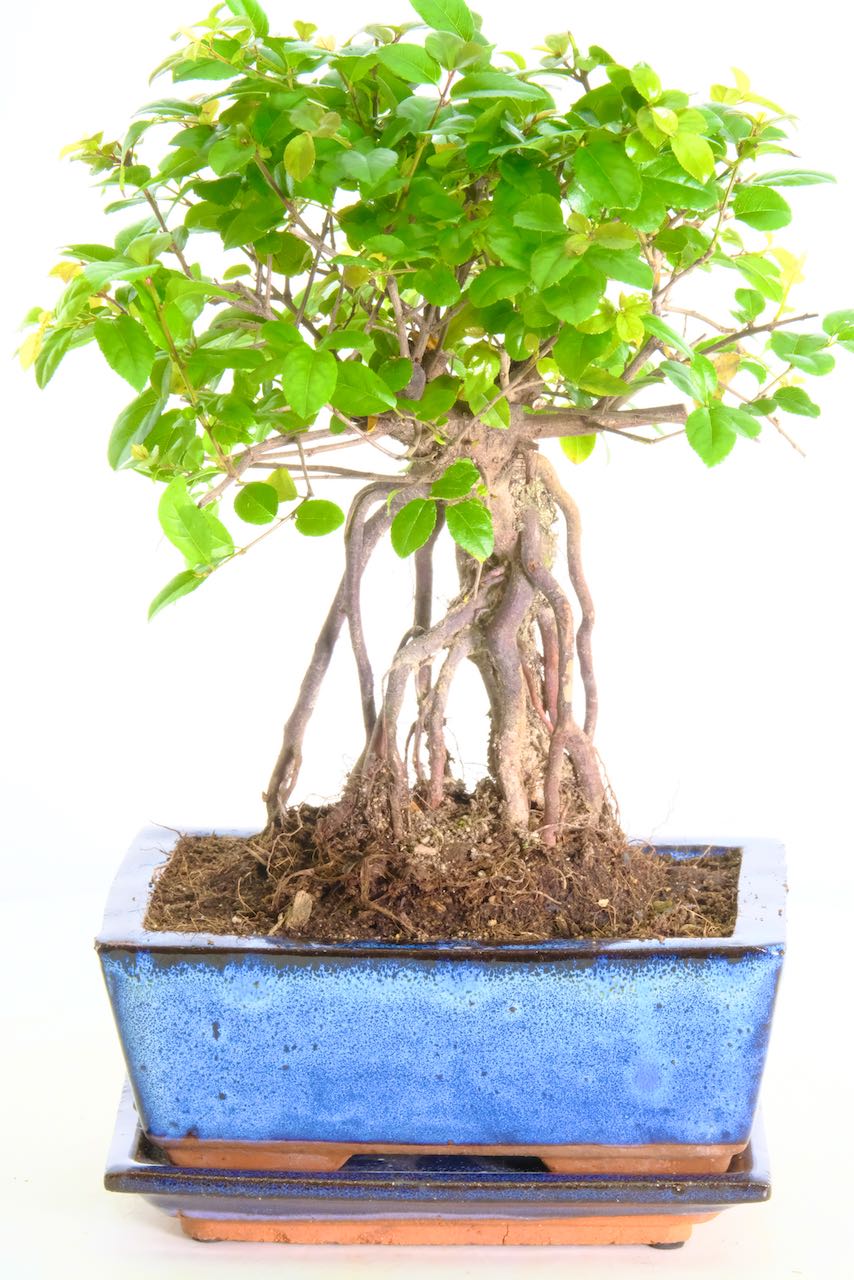 Bonsai Kit Builder - Chinese Sweet Plum Indoor bonsai for beginners