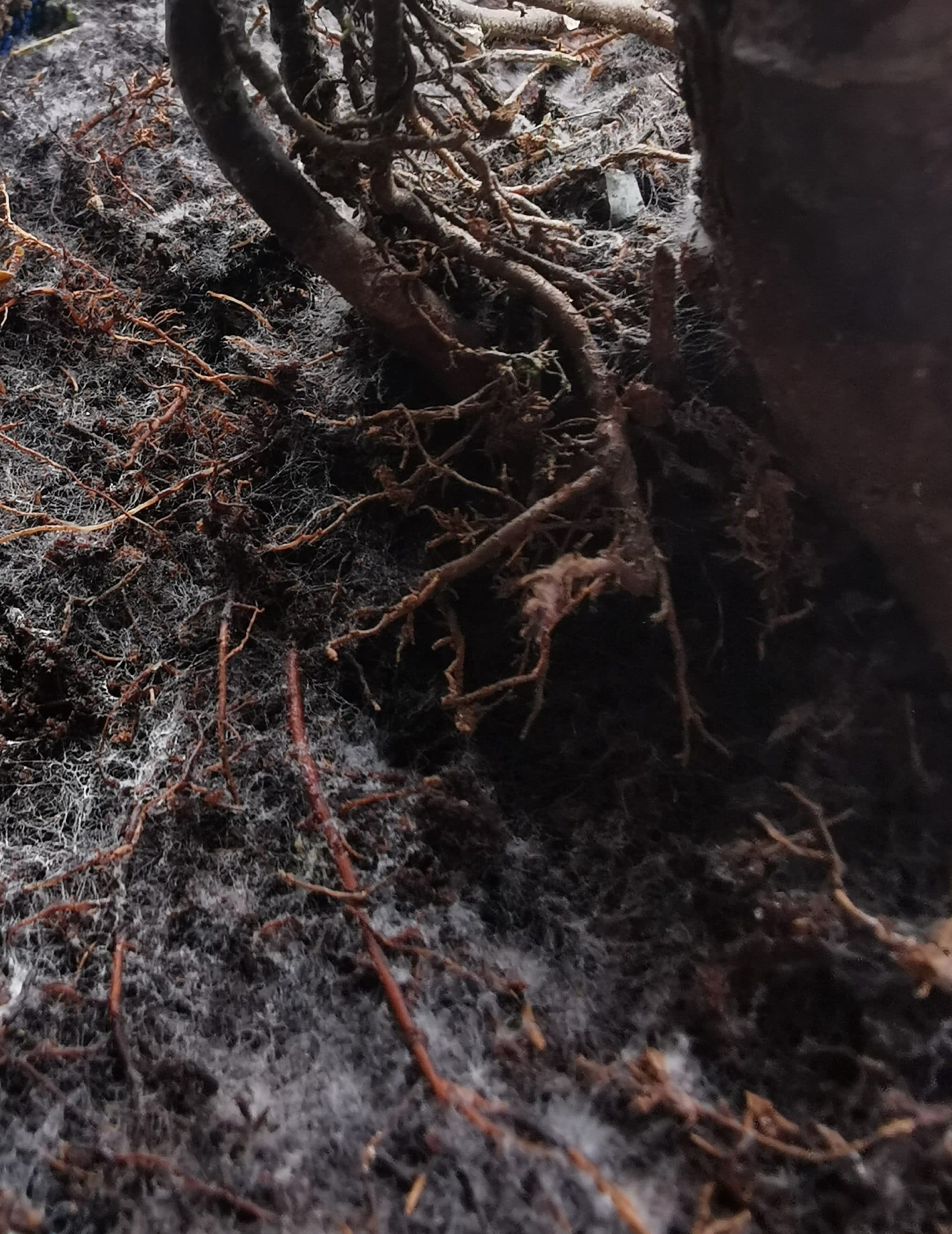 Mould On Bonsai Soil (Bonsai Mold)