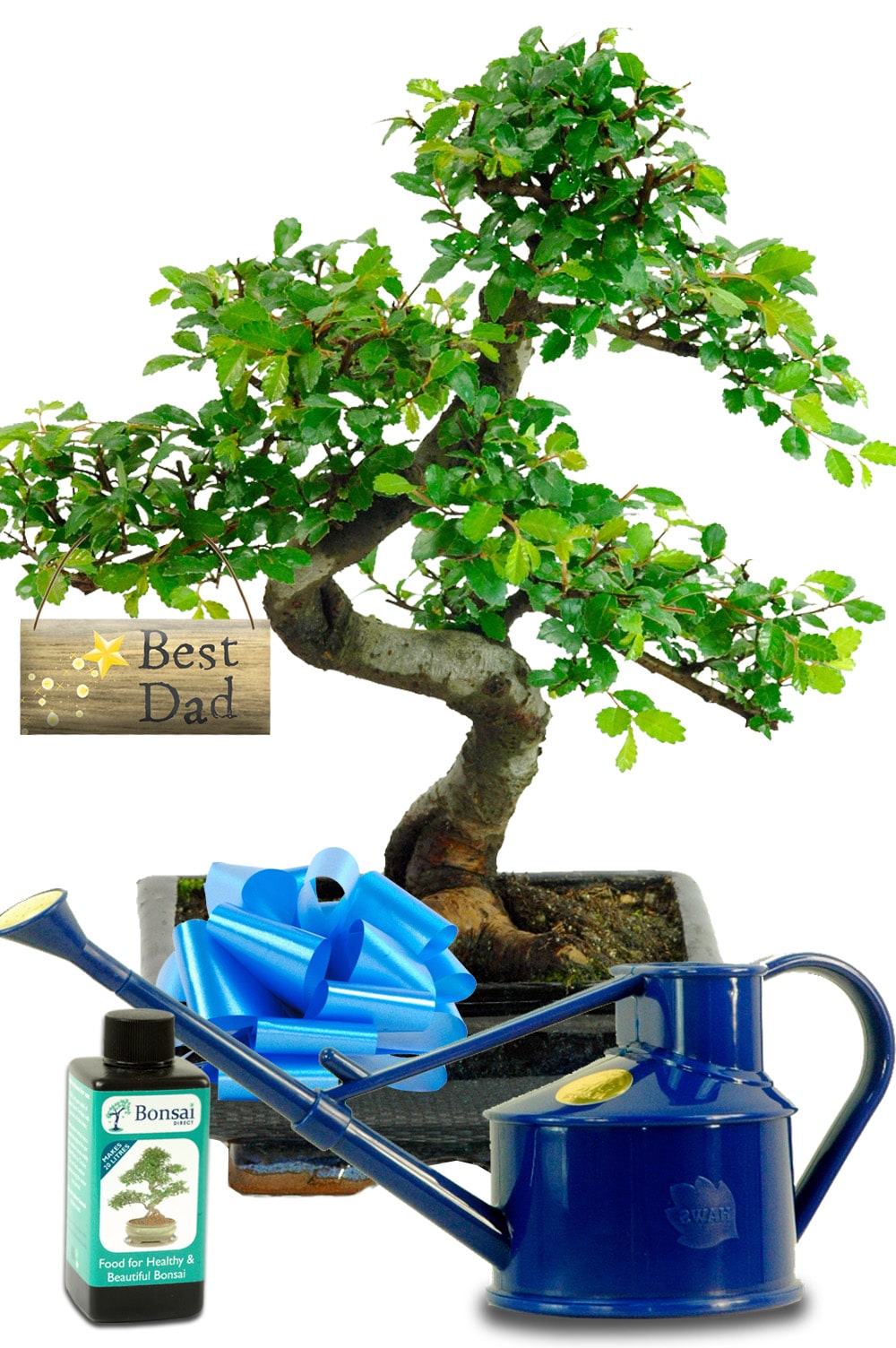 Father's Day Tree Gift - Chinese Elm Bonsai Tree Gift Set