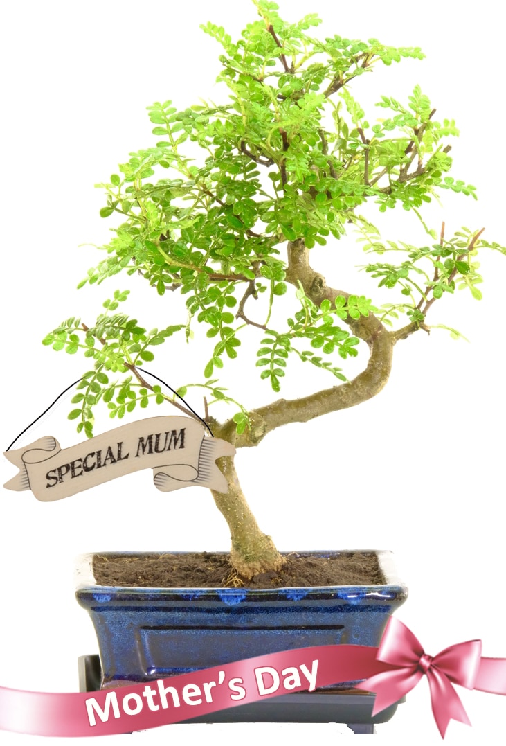 Zesty bonsai tree for beginners with S-Shaped Trunk - Special Mum