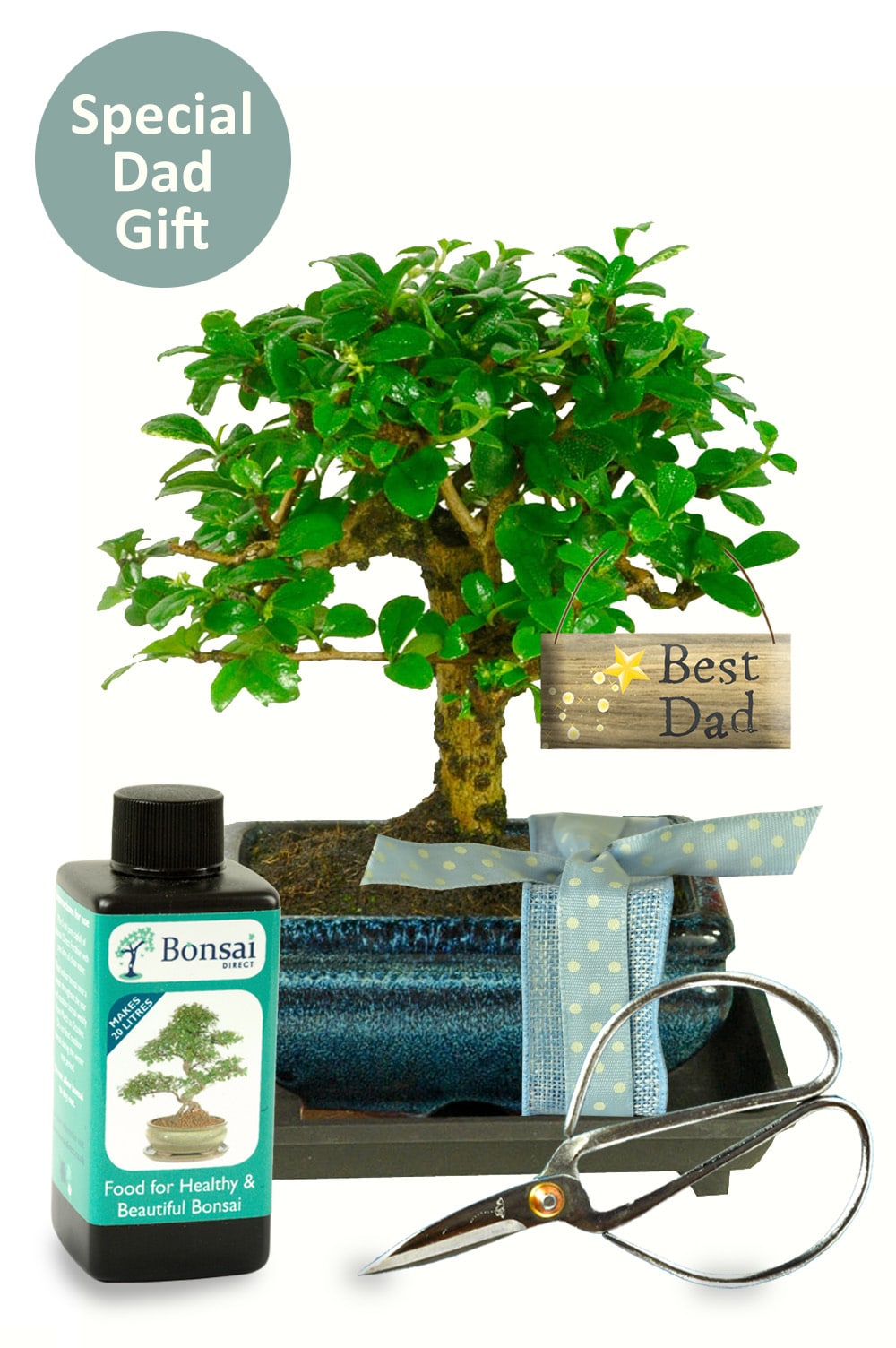 Father's Day Plant - Baby Flowering bonsai gift