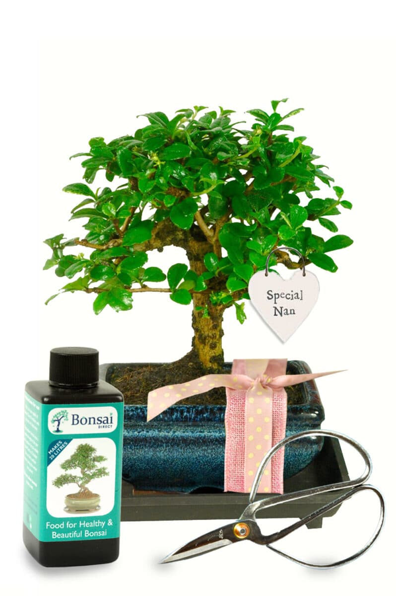 Gift for Nan - Baby Flowering bonsai gift