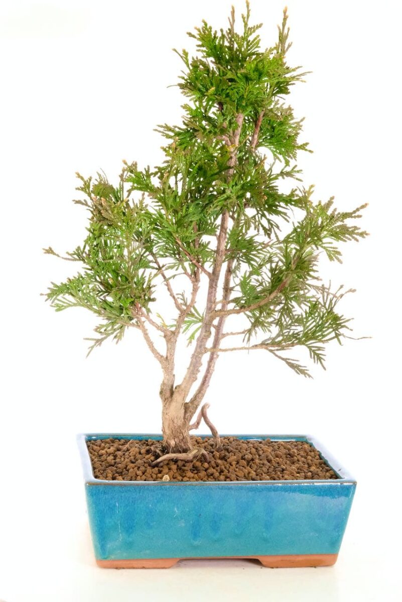 Wonderful Red Cedar Bonsai Tree with Lovely Trunk Flow For Sale UK