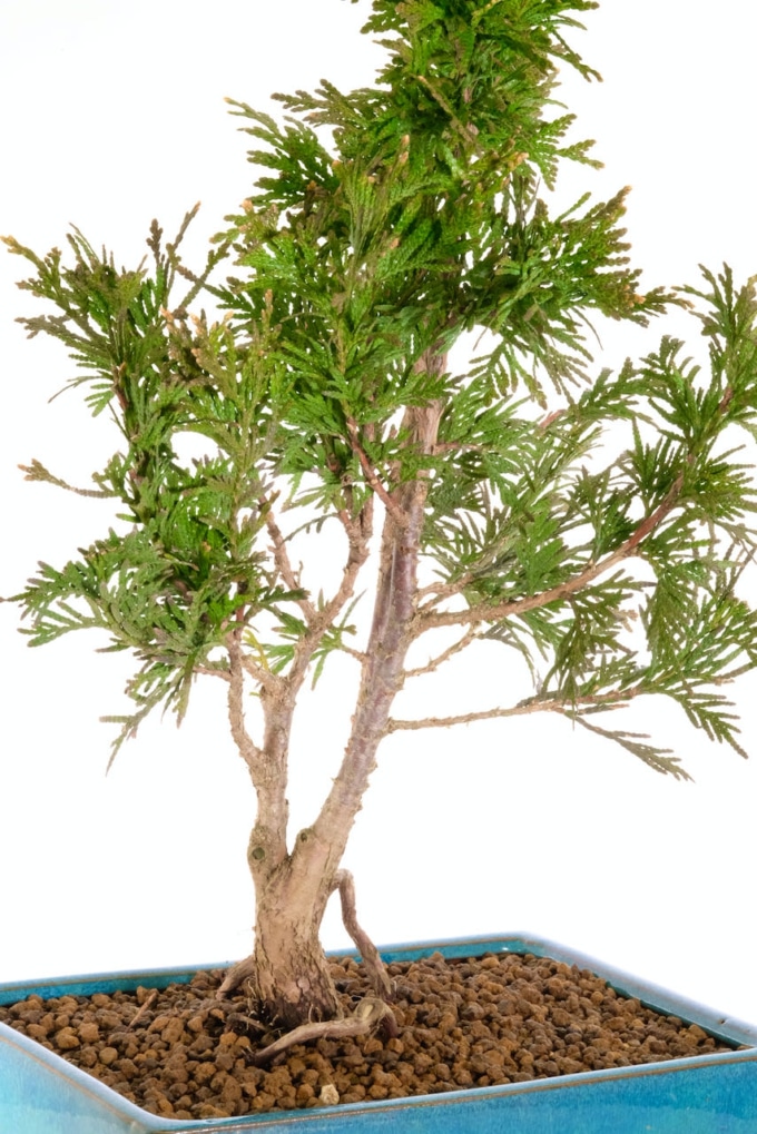 Wonderful Red Cedar Bonsai Tree with Lovely Trunk Flow For Sale UK