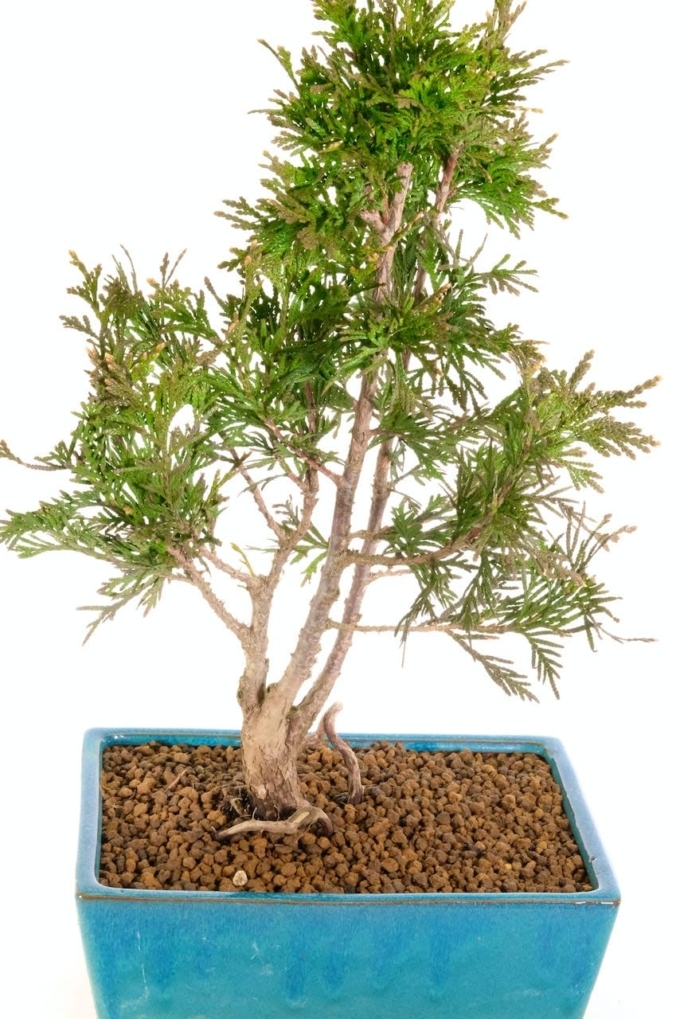 Wonderful Red Cedar Bonsai Tree with Lovely Trunk Flow For Sale UK