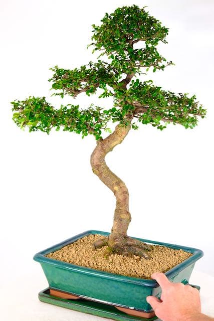 Very Large Bonsai | Huge Powerful Indoor Twisty Tree