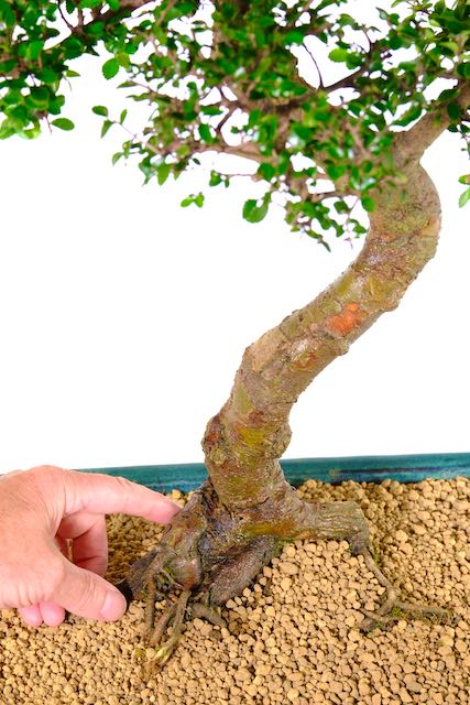 Very Large Bonsai | Huge Powerful Indoor Twisty Tree