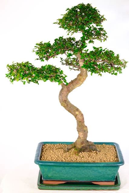 Very Large Bonsai | Huge Powerful Indoor Twisty Tree