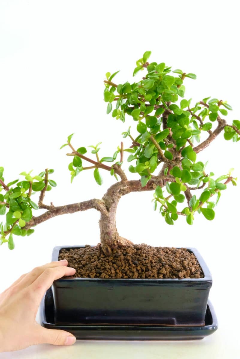 Lucky Jade with Spectacular Nebari in Jet Black Bonsai Pot