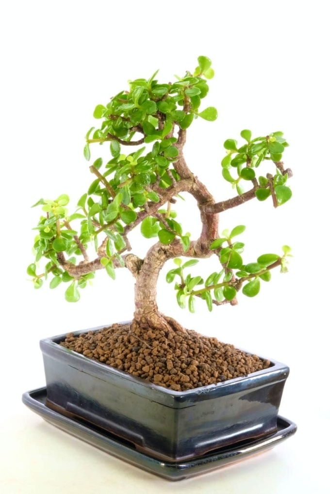 Lucky Jade with Spectacular Nebari in Jet Black Bonsai Pot