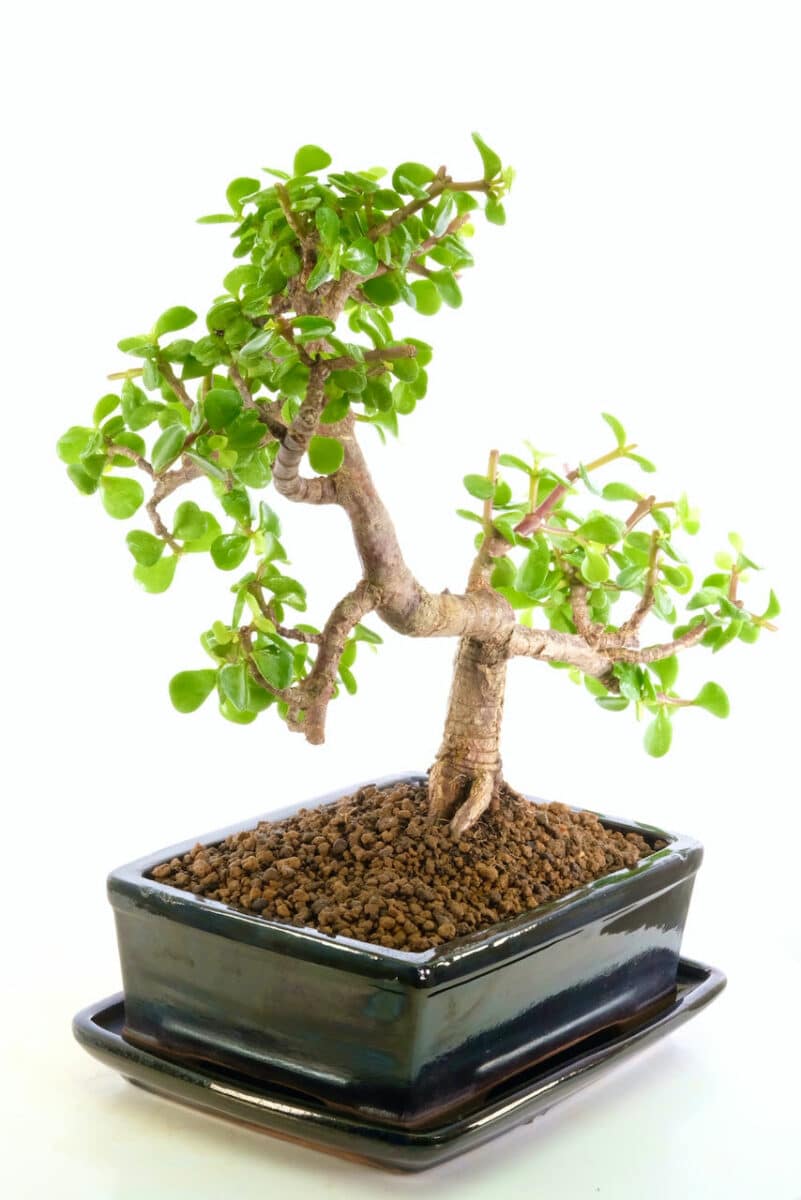 Lucky Jade with Spectacular Nebari in Jet Black Bonsai Pot