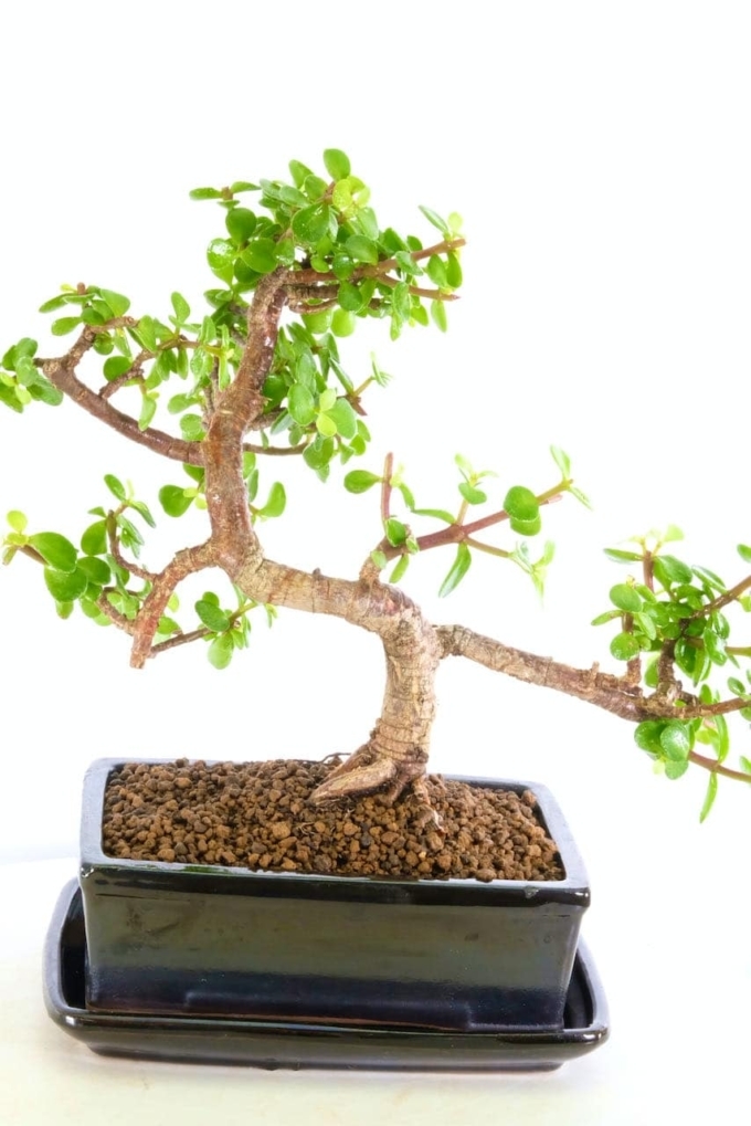 Lucky Jade with Spectacular Nebari in Jet Black Bonsai Pot