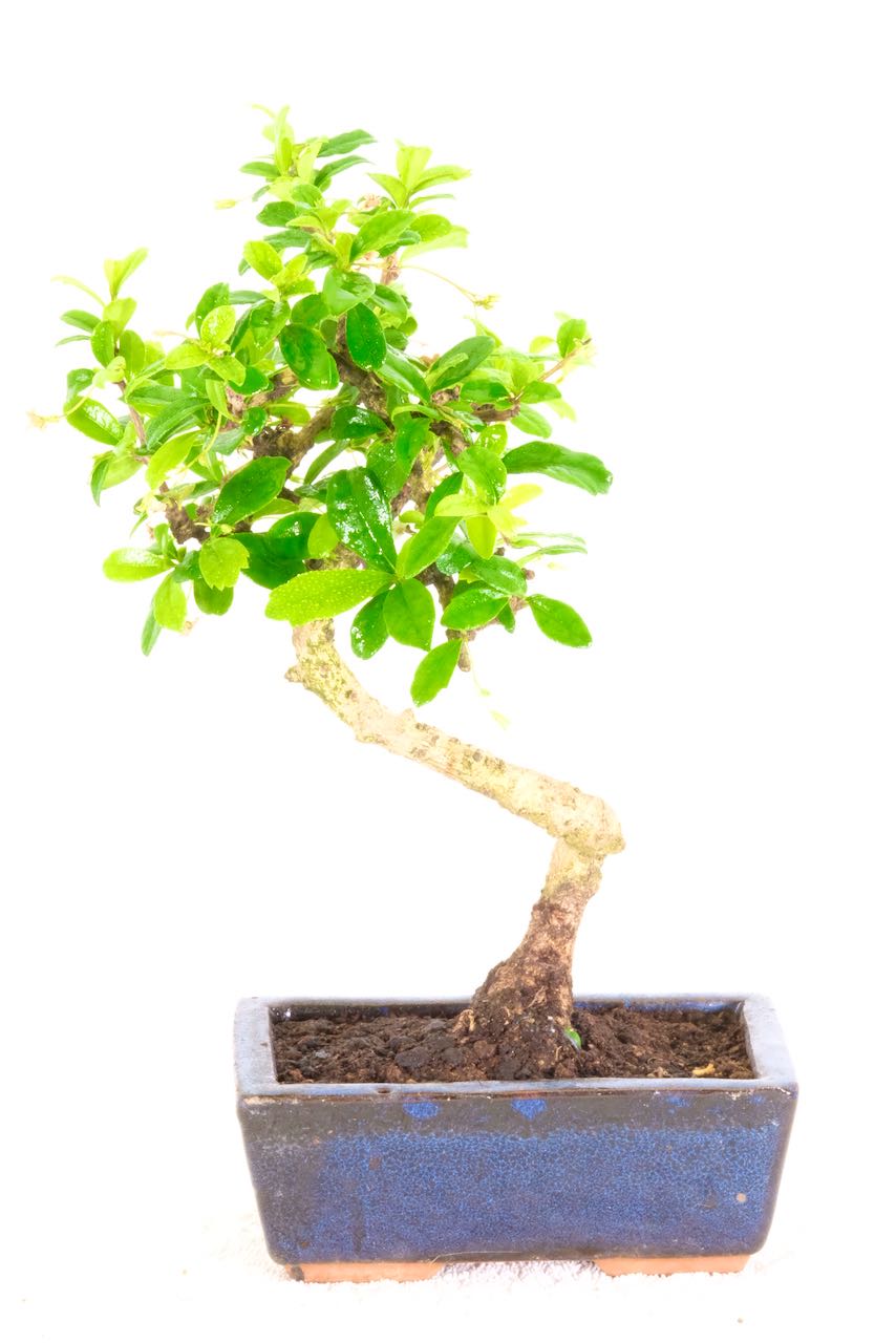 Special Offer Oriental Tea Tree Bonsai with tiny white flowers ...