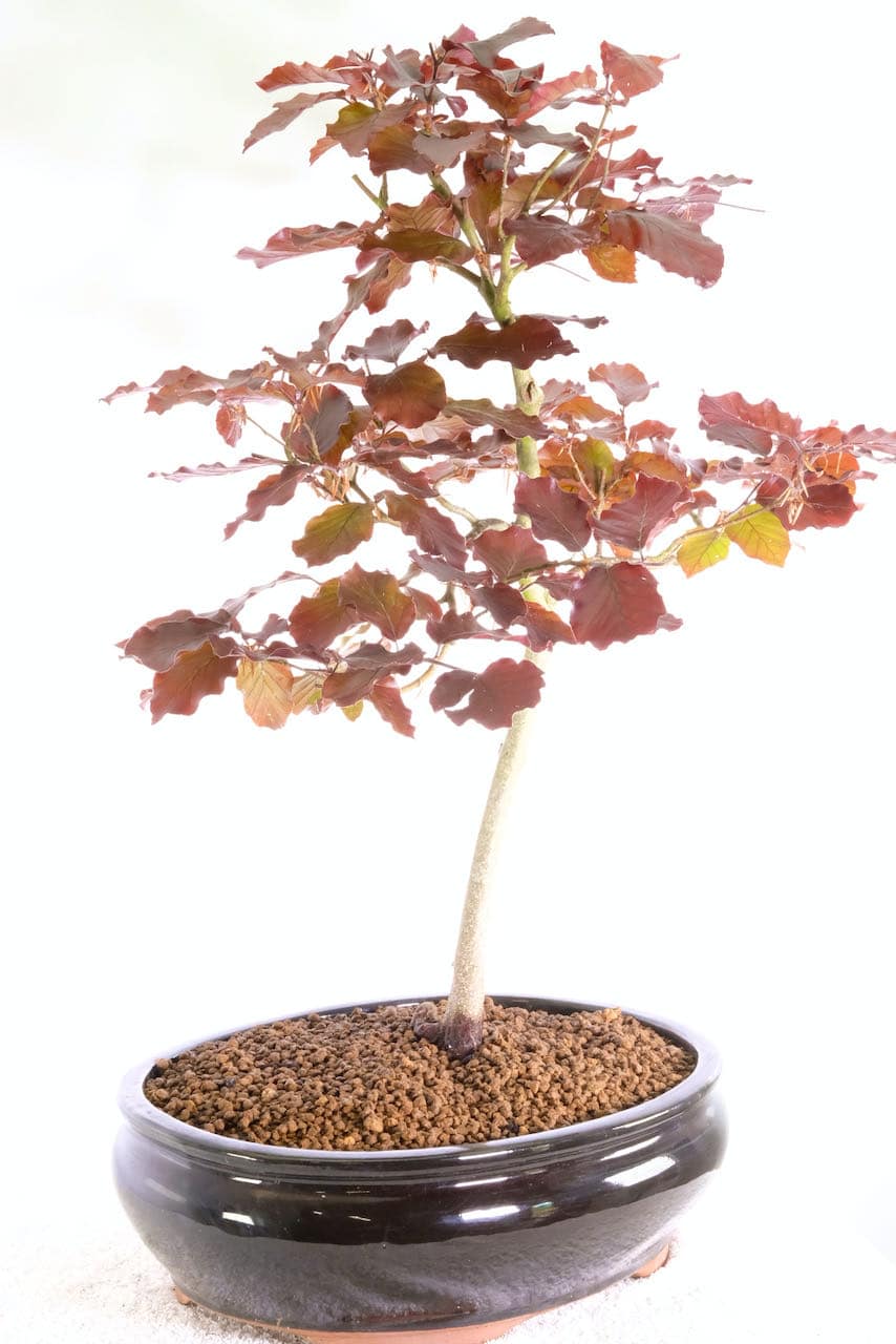 Large purple beech hardy native bonsai for your garden
